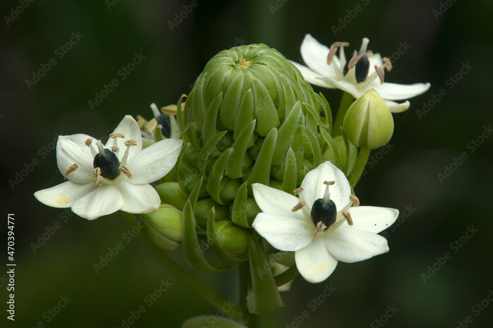 Ornithogalum Saundersiae