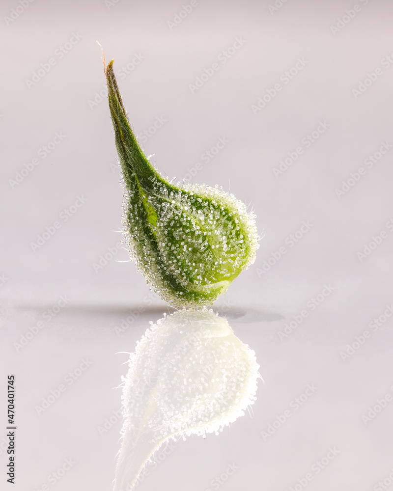 Calyx Cannabis