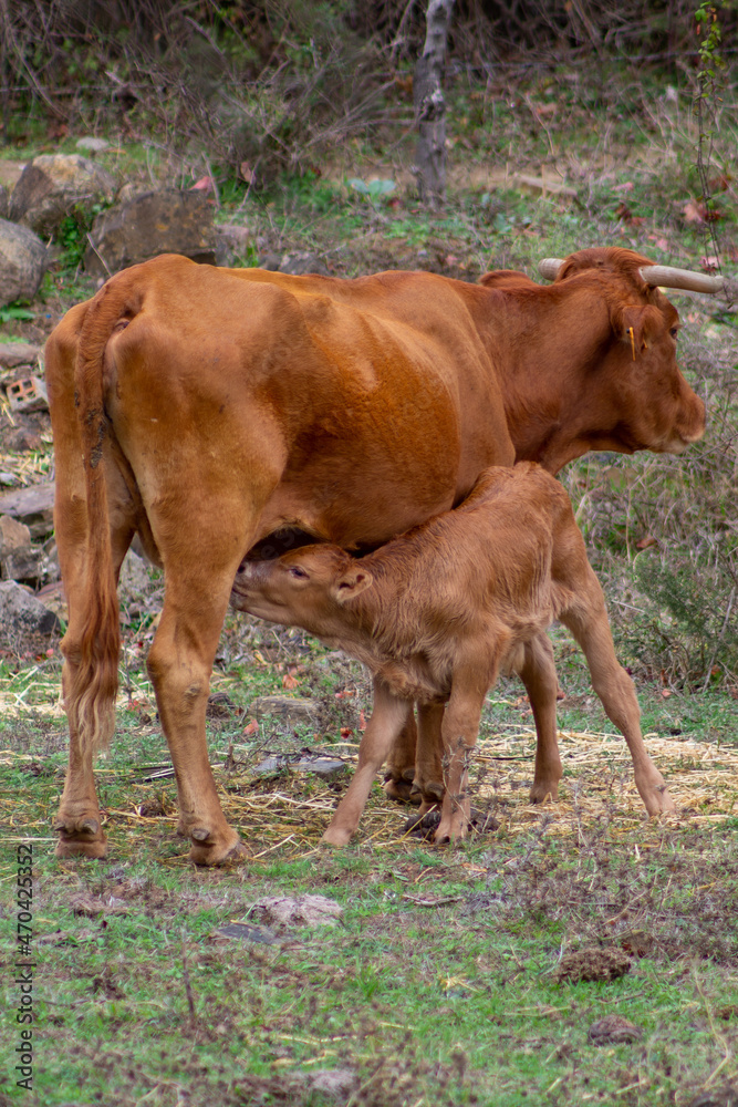 ternero, amamantando de la teta de la vaca madre. de color marron ...