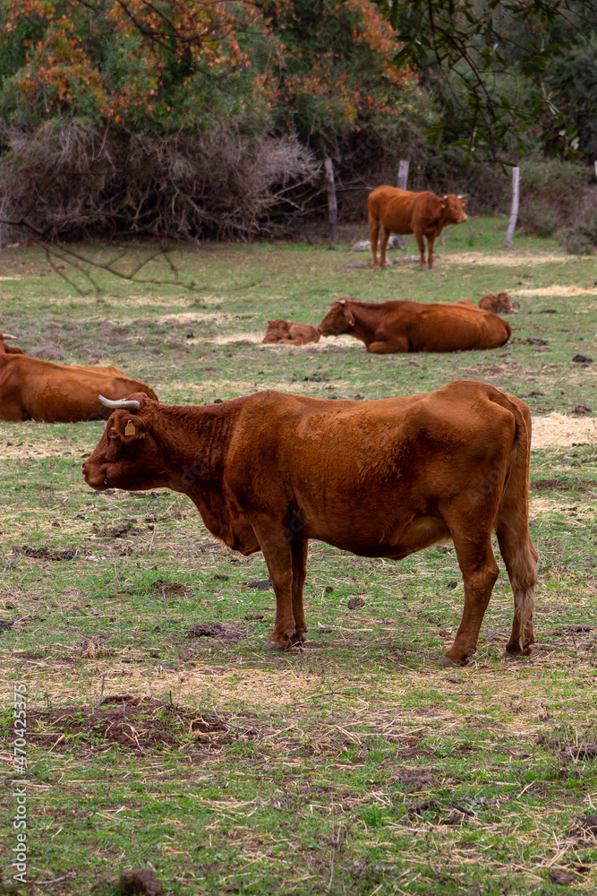 animales, vacas, toros, terneras, pastando en un prado. Stock Photo ...