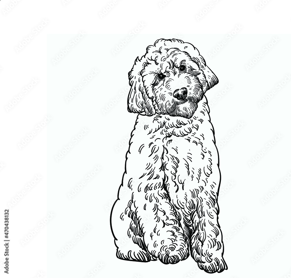 Vintage hand drawn sketch labradoodle dog Stock Vector | Adobe Stock