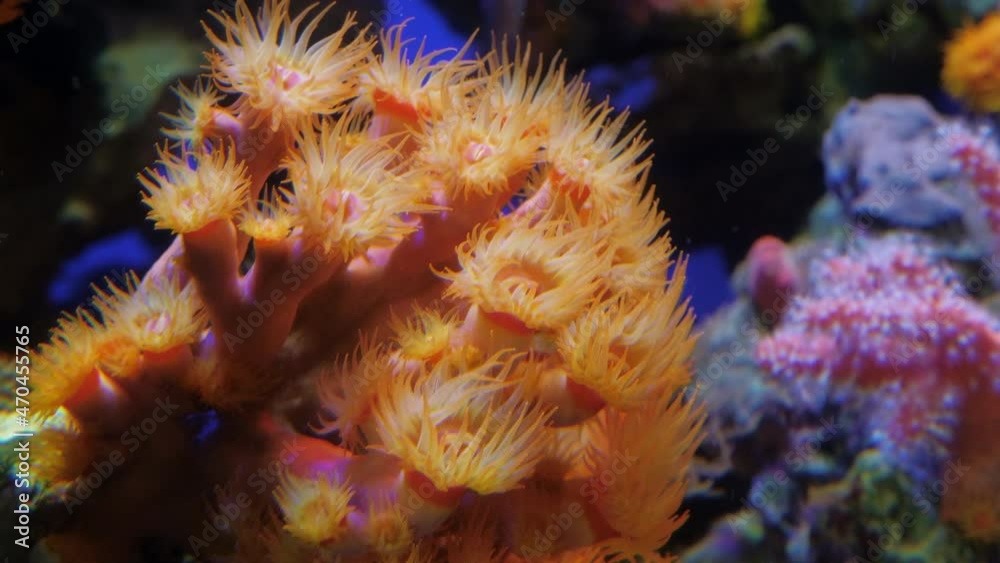 Stockvideo Tubastrea faulkneri in bloom. Orange Cup, Polyp, Rose Sun ...