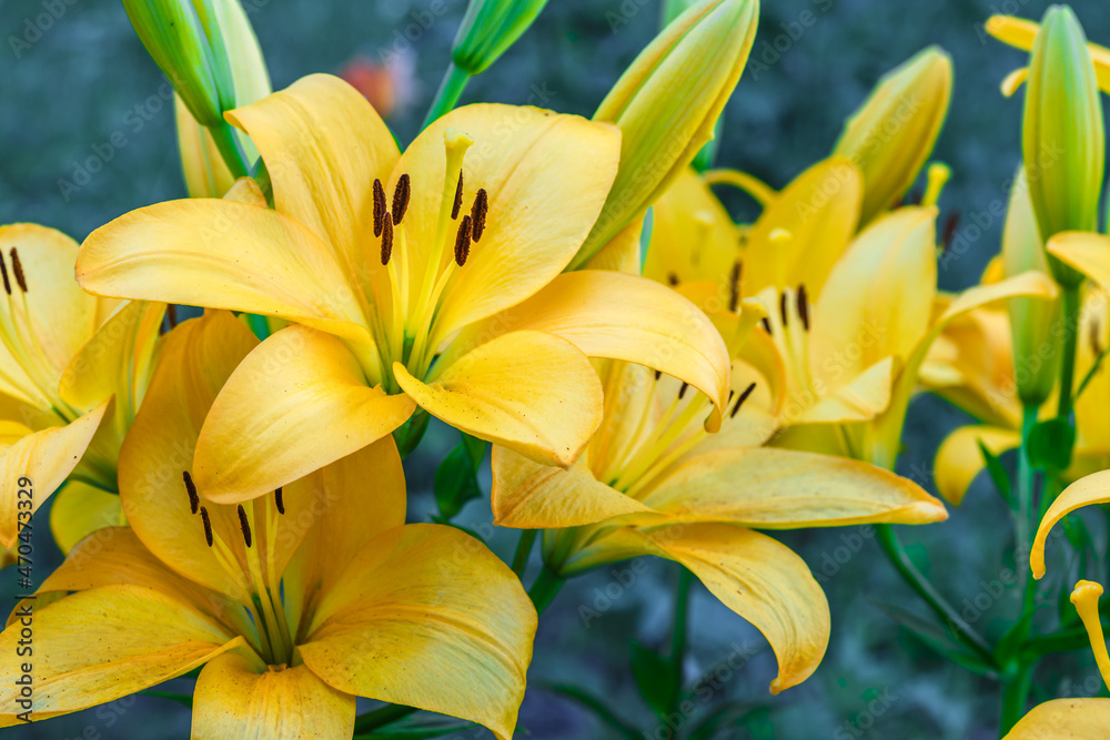 Close up of Yellow lily flower. Hemerocallis also called Lemon Lily ...
