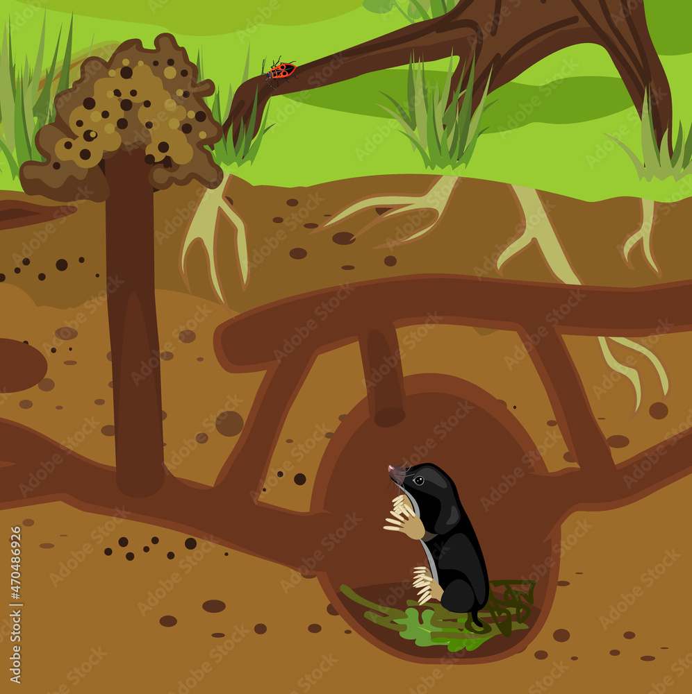 How Deep Are Mole Tunnels at Bill Voigt blog