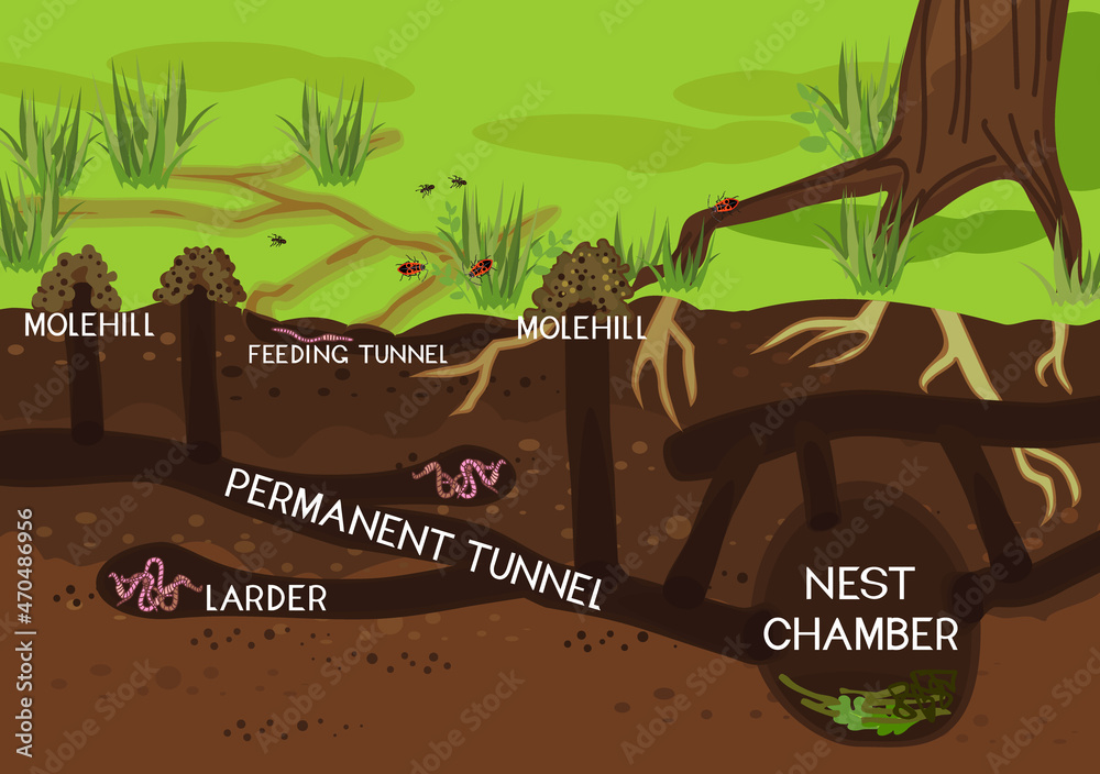 Scheme of structure of underground mole tunnels with earthworms and European mole (Talpa ...