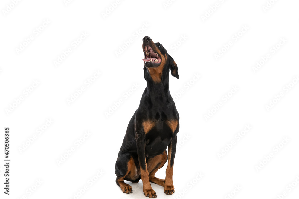 excited cute dobermann dog looking up, sticking out tongue and panting ...
