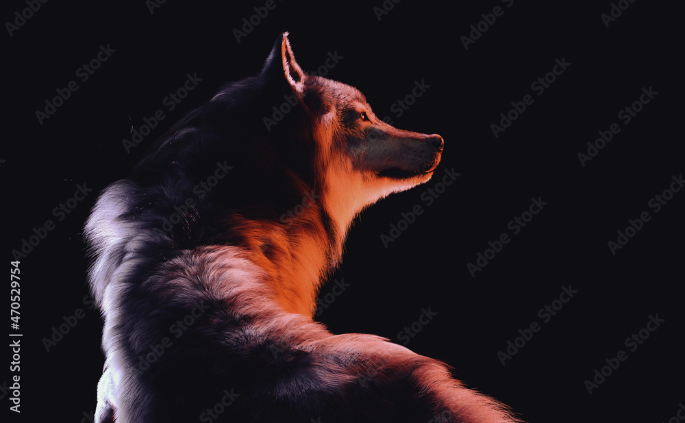 Profile of a wolf looking back and into the distance in a dark space. 2 ...
