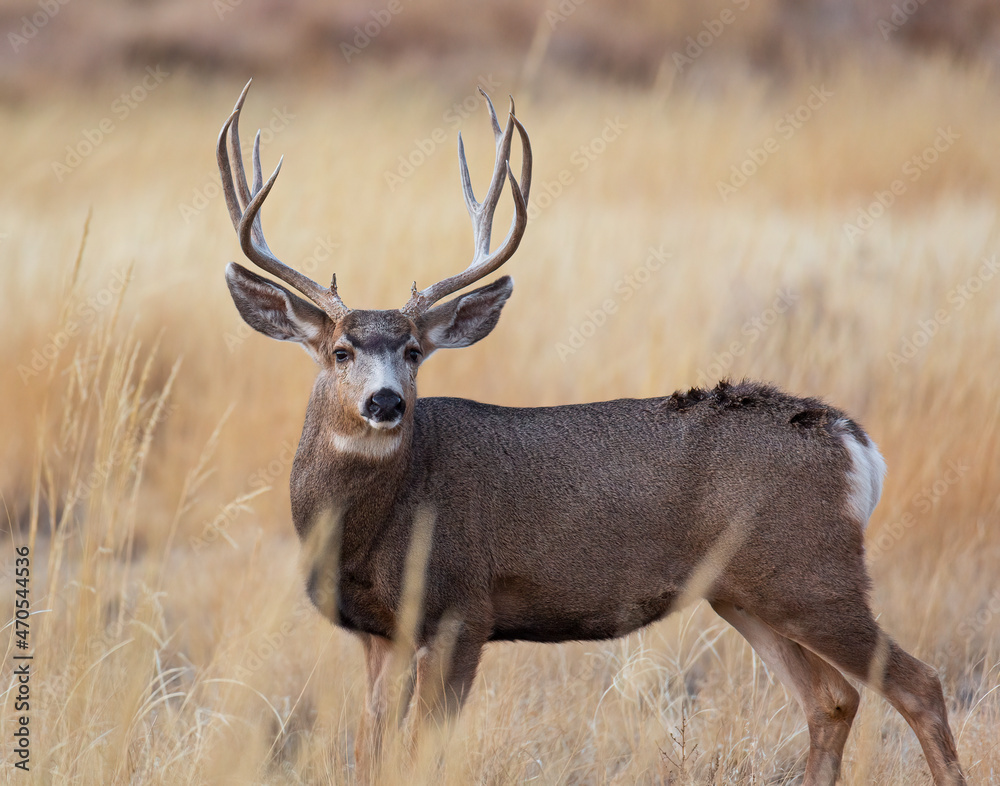 Photo Mule deer male ( buck) standing broadside in tall grass at Rocky ...