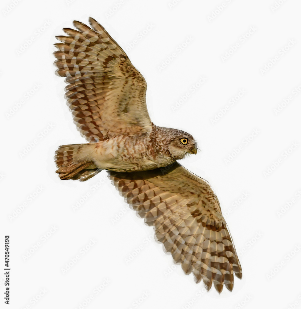 Adult burrowing owl - Athene cunicularia - flying with wings extended ...