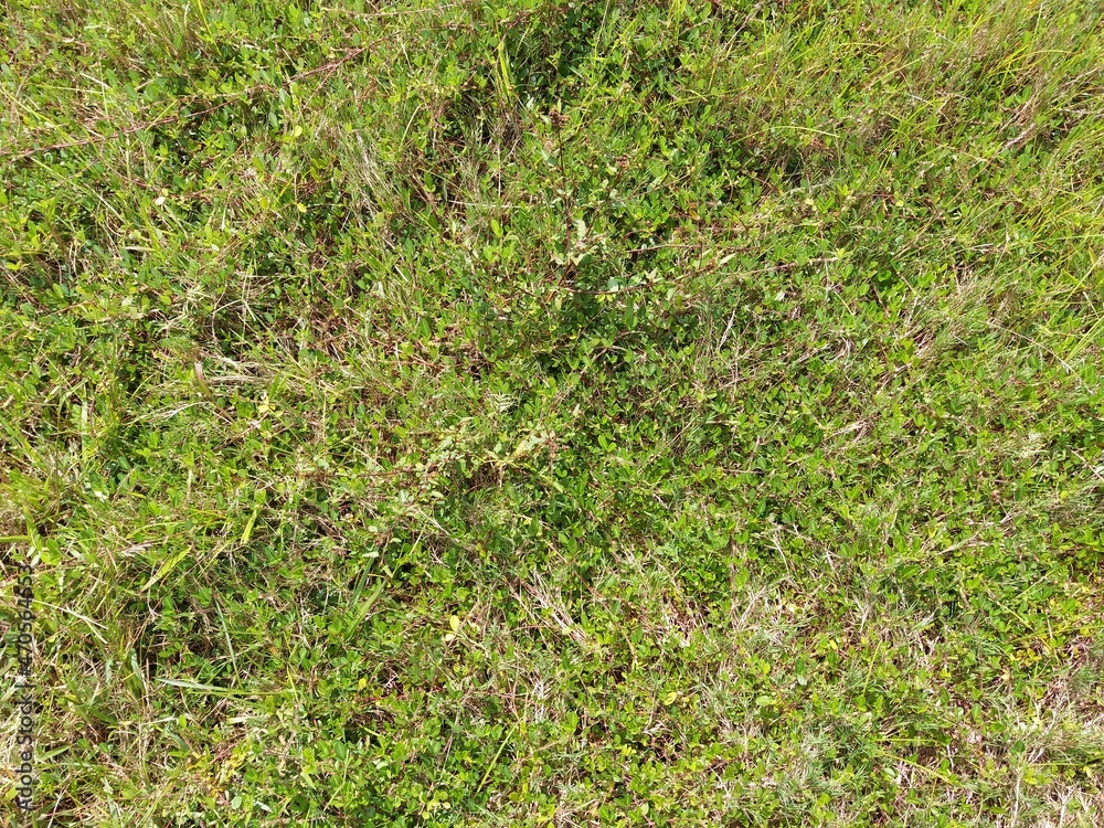 Grona triflora (desmodium triflorum) plant and beautiful green ...