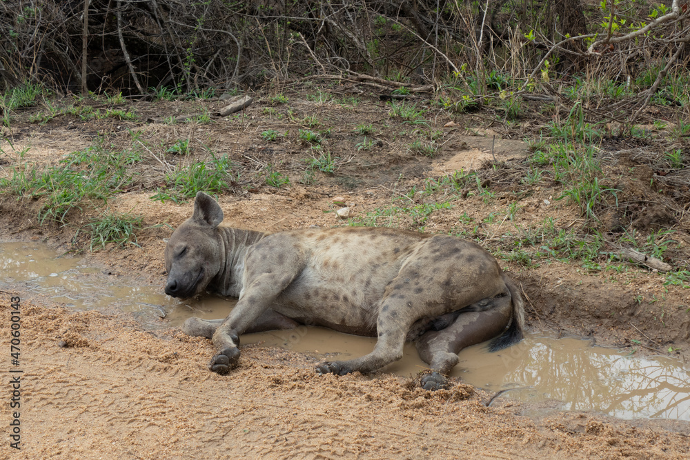 An adult spotted hyena - crocuta crocuta - lying in a pool of mud next ...