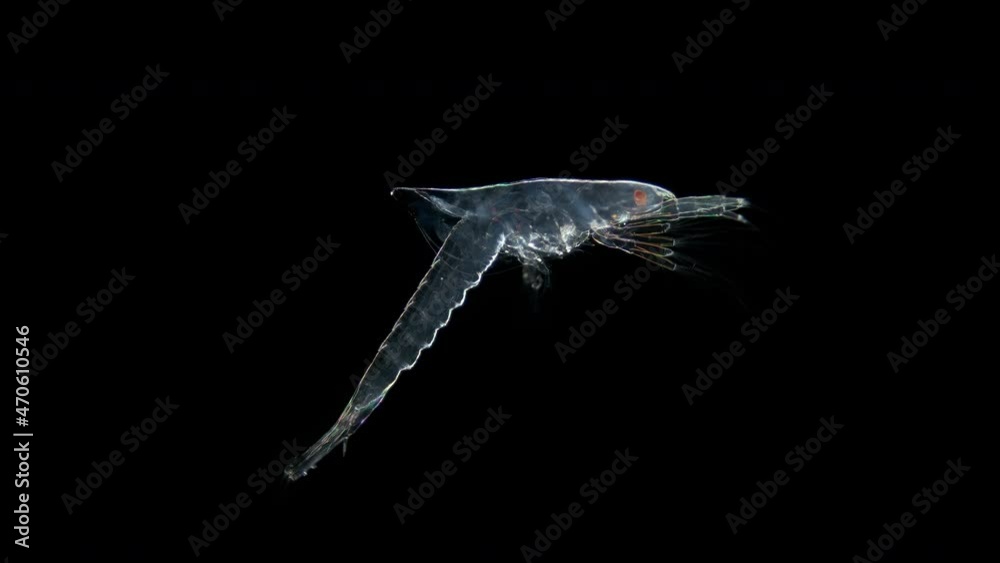 Vidéo Stock Crustacea larva Euphausiacea, at stage Calyptopis 3 under a ...