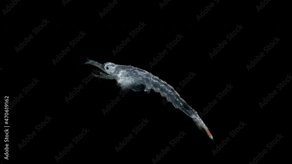 Crustacea larva Euphausiacea, at stage Furcilia under a microscope, of ...