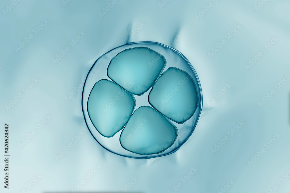 Cells division process, Cell divides into two cells Stock Photo | Adobe ...