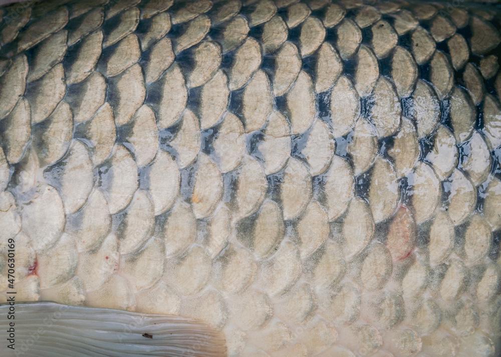 Filtered image Common carp scales and pectoral fin in full frame ...