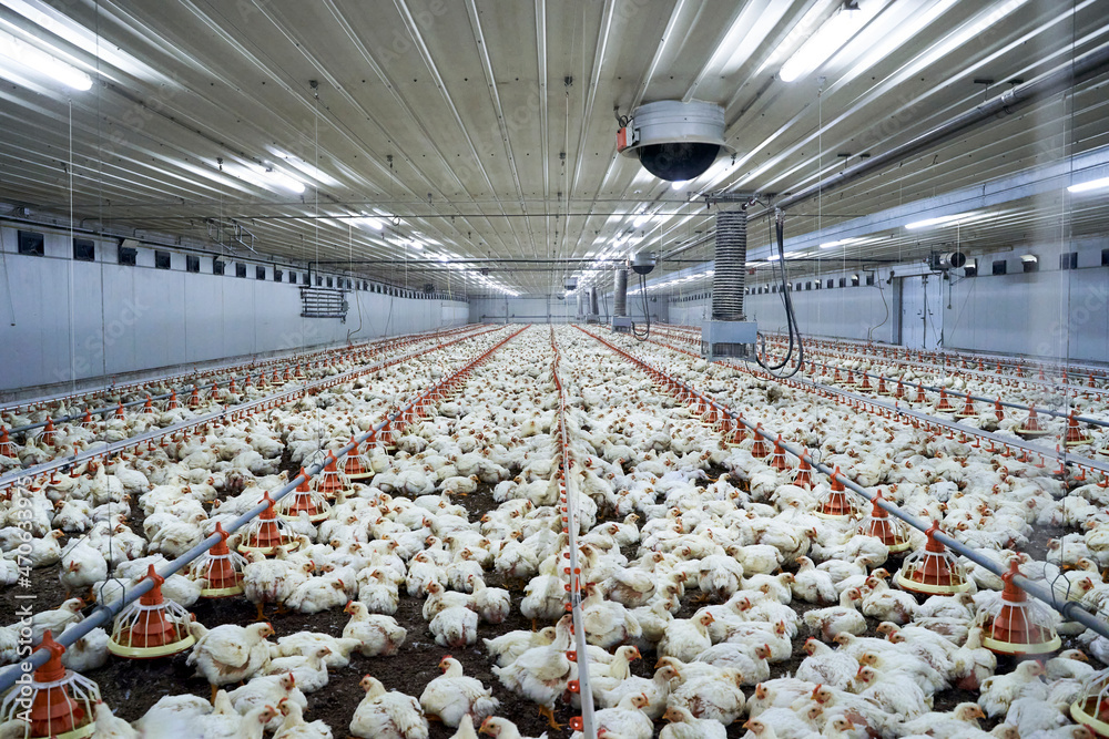 Flock of chicken at poultry farm Stock Photo | Adobe Stock