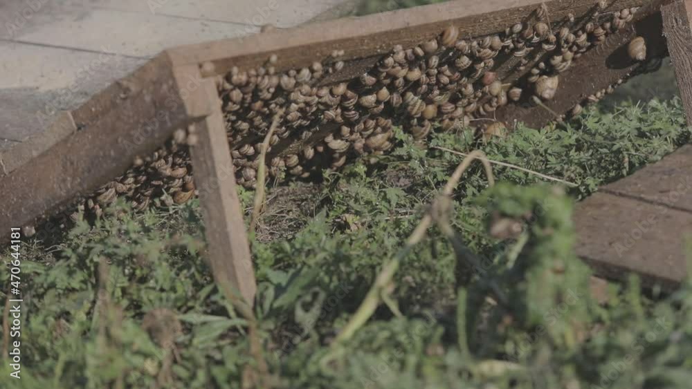 Snail farm. The process of growing snails. Growing snails. Growing ...