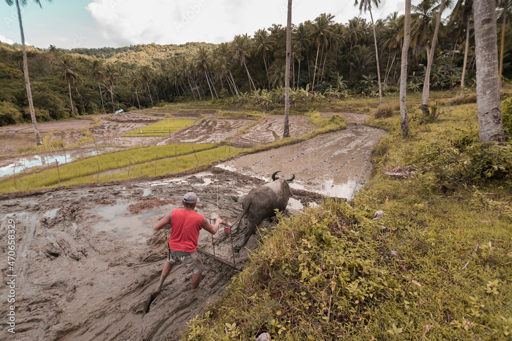 A Filipino farmer plows a muddy field with a carabao in preparation for ...