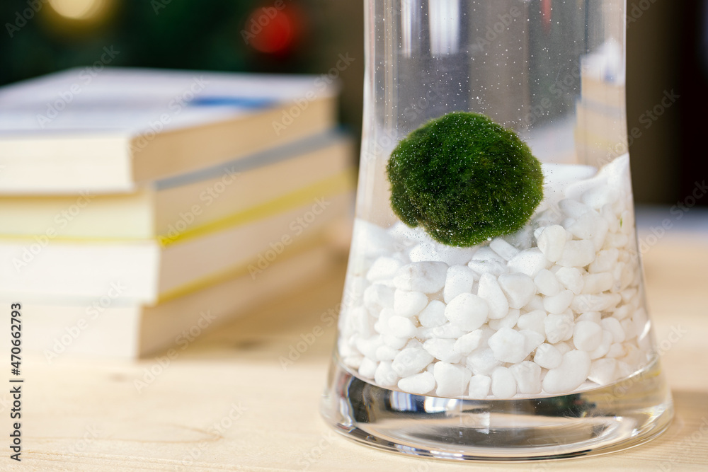 Marimo (also known as Cladophora ball, moss ball, or lake ball) is a ...