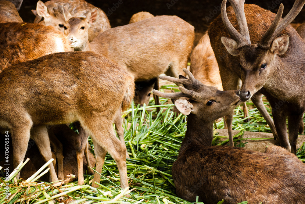 Javan rusa or Sunda sambar (Rusa timorensis) behavior and interaction ...