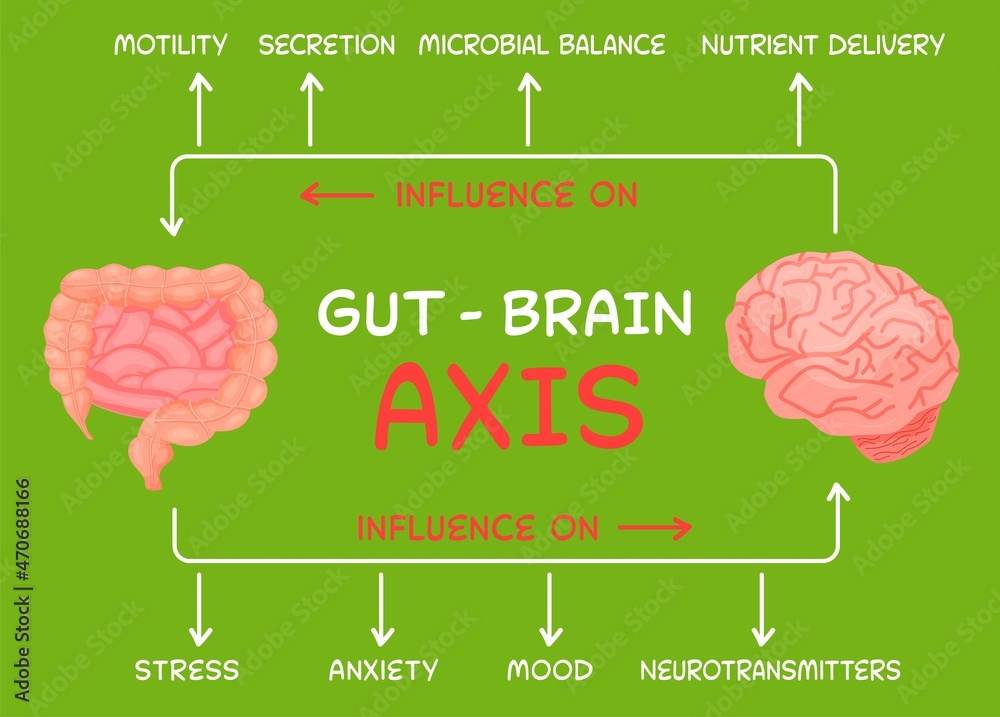 Gut - Brain AXIS landscape poster. Useful infographic. Human internal ...