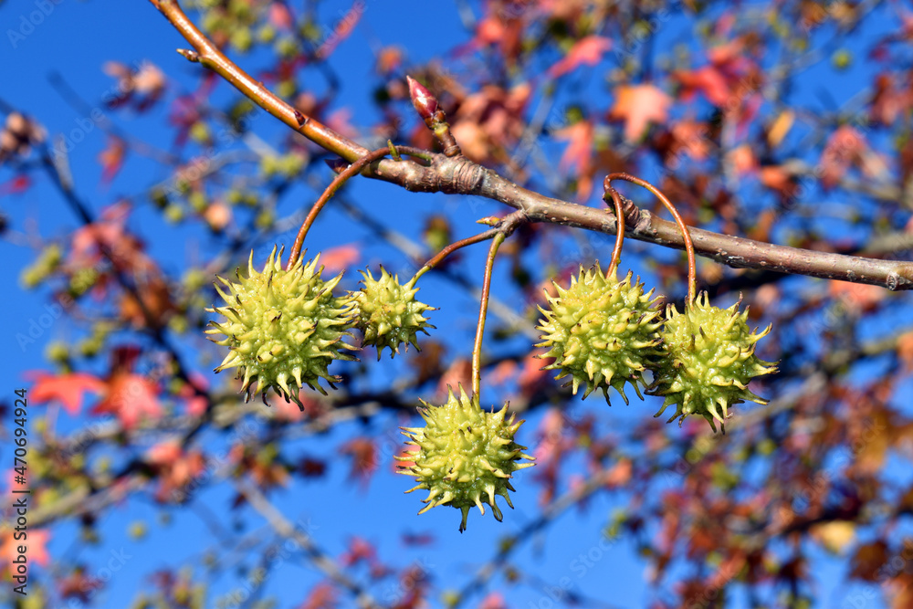 Liquidambar styraciflua fruits and autumn foliage in a park in Bilbao ...