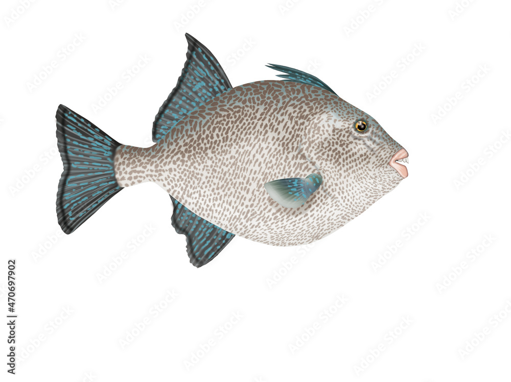 poisson, baliste, aliment, isolé, mer, pêche, animal, blanc, fruits de ...