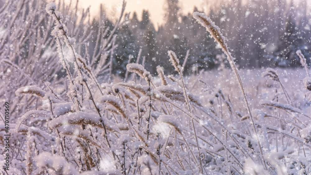 Frosty weather. Winter background. Soft snowfall in the winter snowy ...