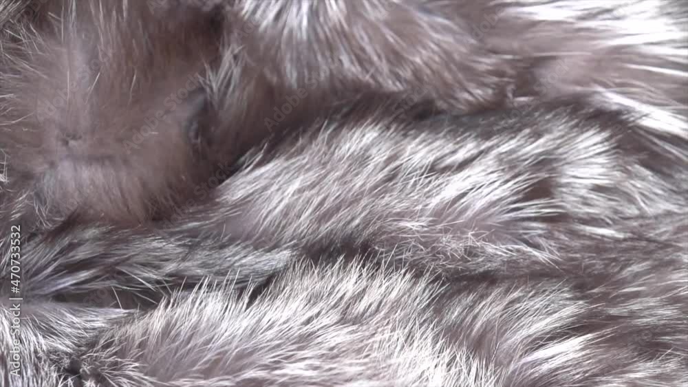 Real silver fox Fur background. Gray with black Fur clothes texture ...