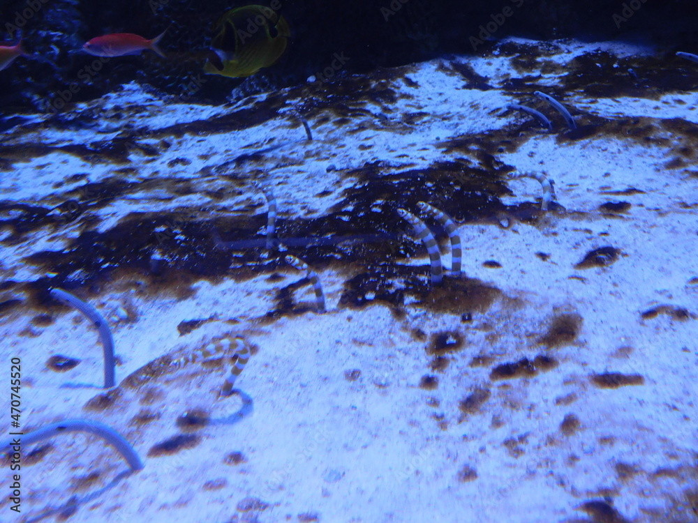 The splendid garden eel lives in a sandy burrow that it digs tail-first ...