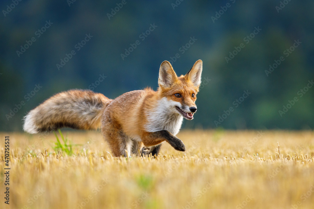 Running fox. Young red fox, Vulpes vulpes, hunts voles on stubble. Fox ...
