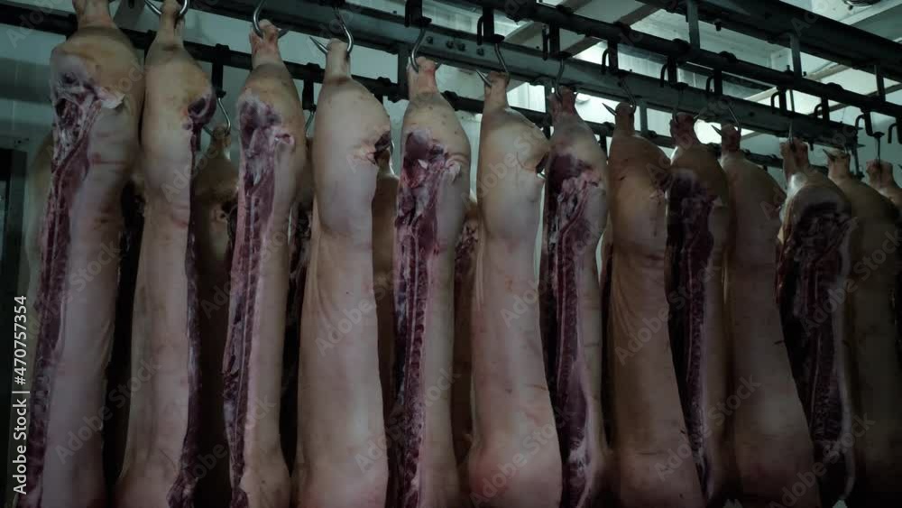 Pig carcasses hang on hooks in the refrigerator warehouse ...