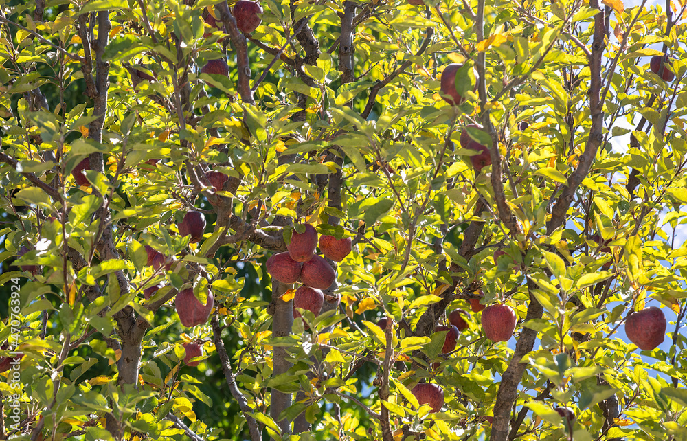 Apple tree at Kalpa Himachal Pradesh, India. Kalpa a scenic hill ...