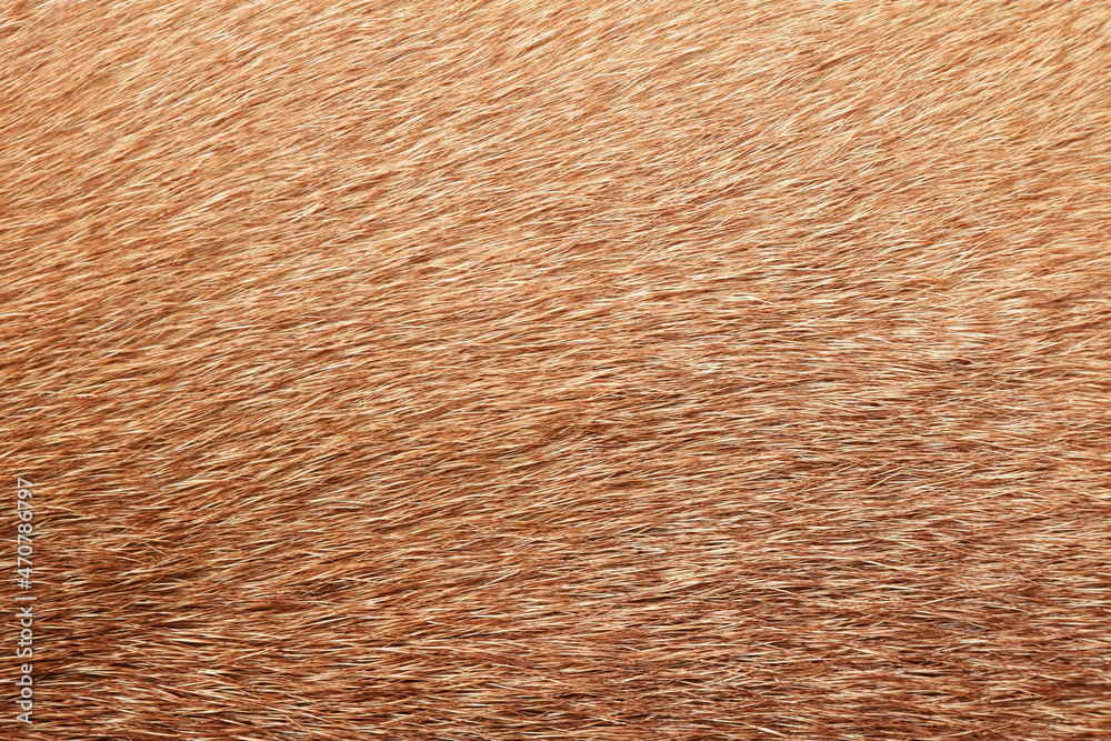 Full frame brown fur textures and textures for design,horse,cow hair ...