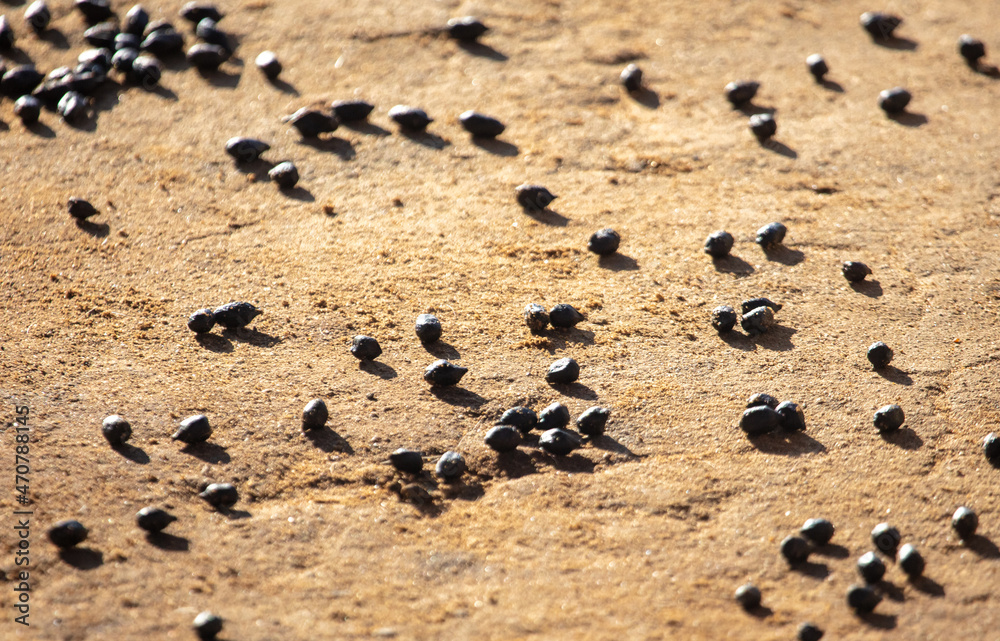 Sheep poop on the ground. foto de Stock | Adobe Stock