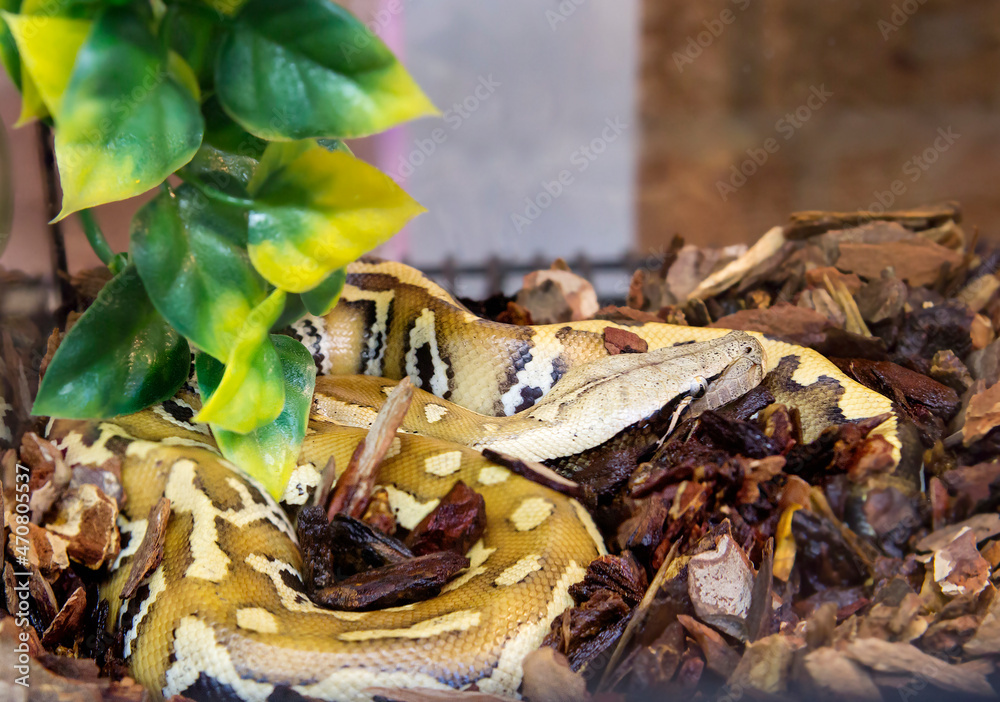 Blood Python. Body length up to 2 m. The back is brown with lighter and ...