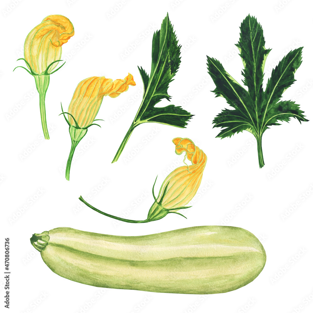 Zucchini Plant Drawing