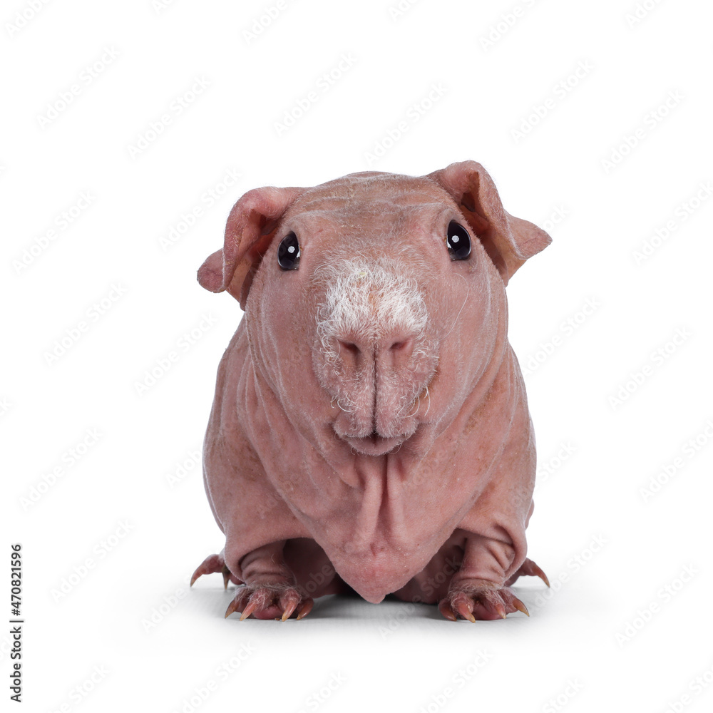 Cute pink skinny pig, standing front view. Head up. Looking at lens ...