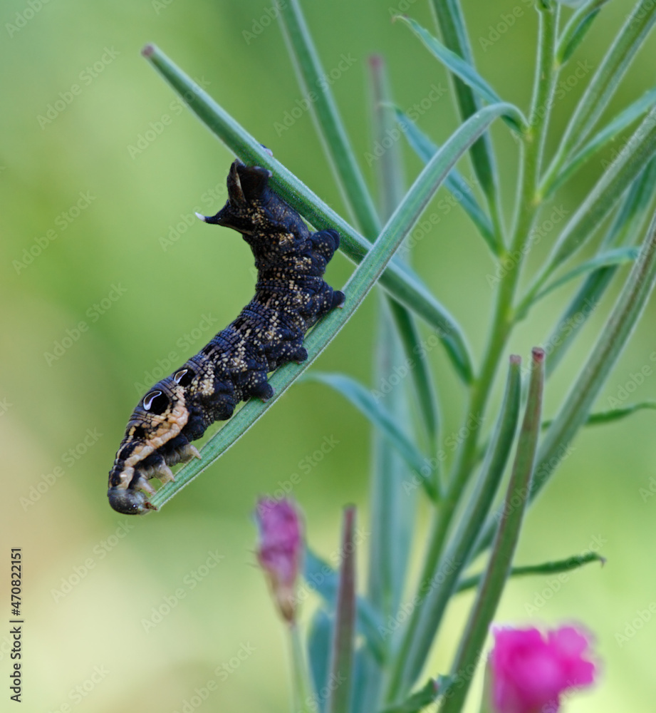 larva of the elephant hawk moth Stock Photo | Adobe Stock