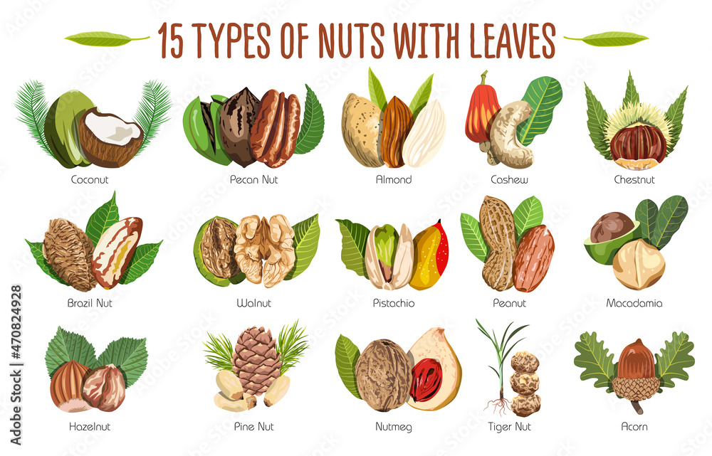 15 nuts icons - This collection includes illustrated types of nuts with ...