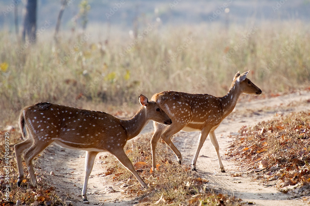The chital (Axis axis), also known as spotted deer, chital deer, and ...