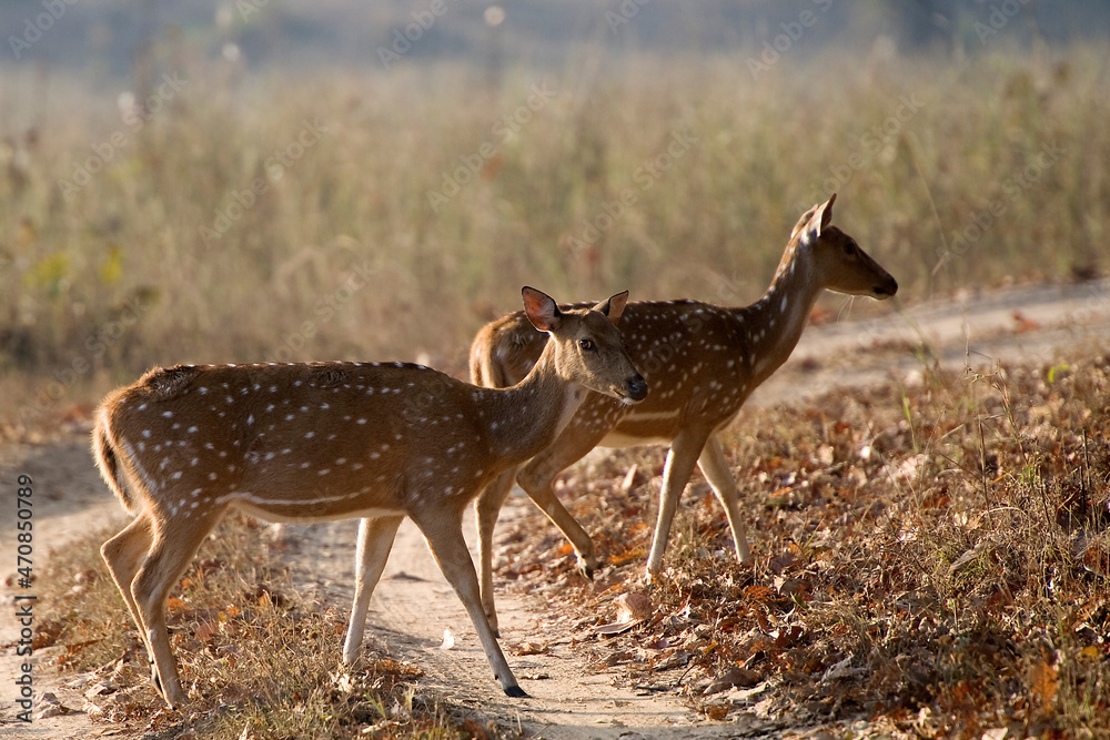 The chital (Axis axis), also known as spotted deer, chital deer, and ...