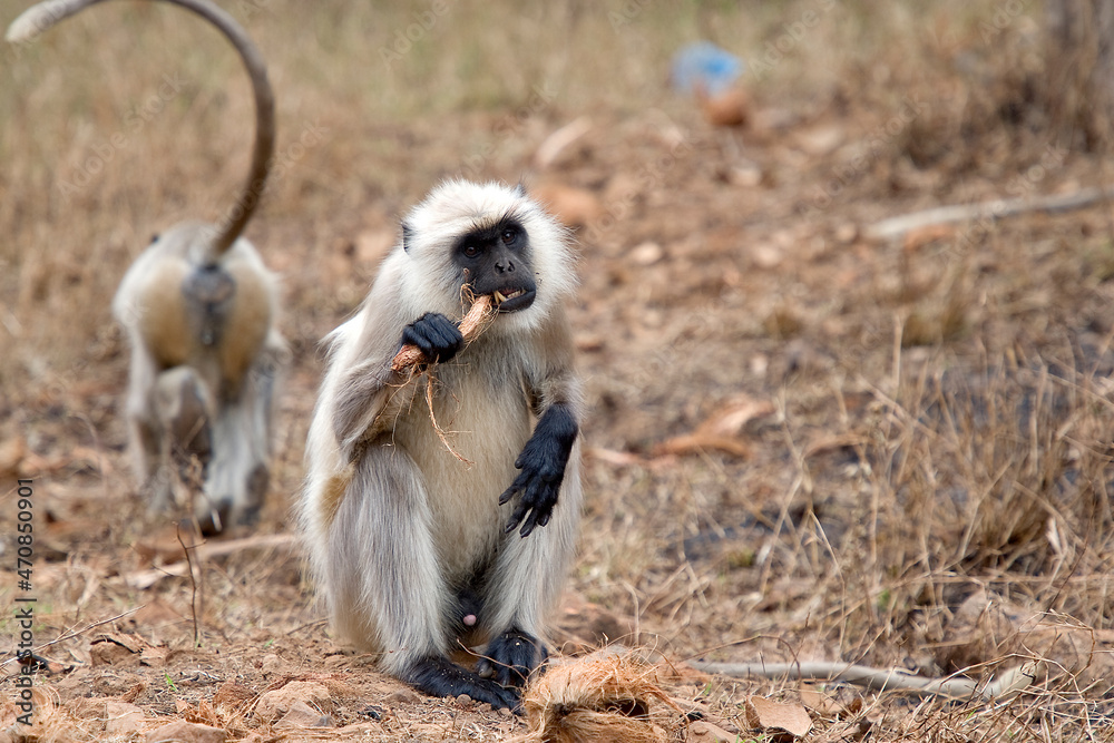 The Common Langur (Semnopithecus entellus), also known as the sacred ...