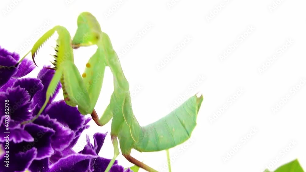4K praying mantis dansing on a white background mantis, insect, bug ...