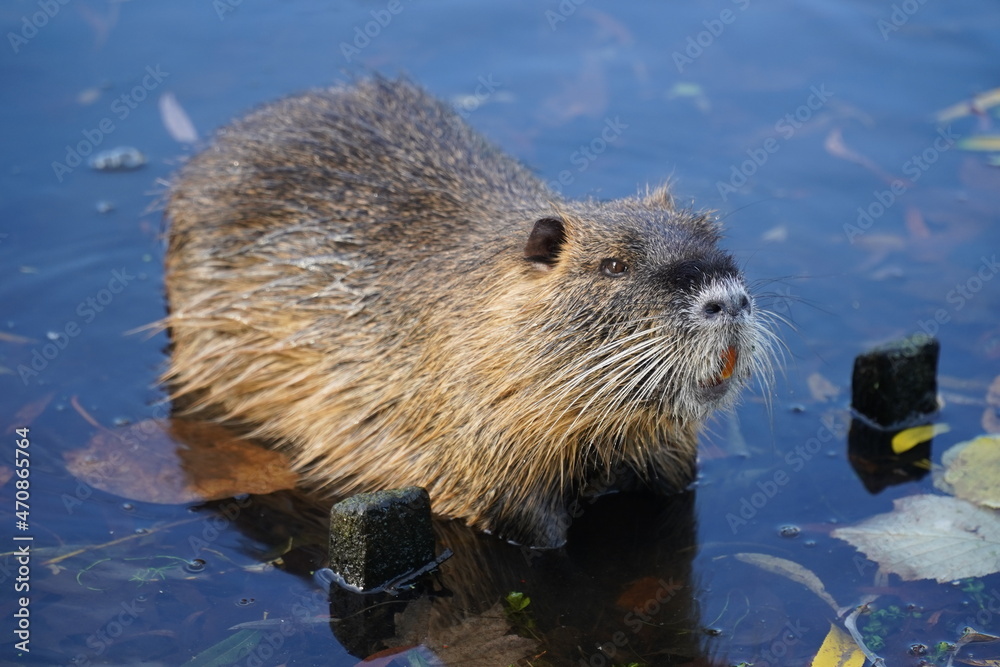 The coypu (myocastor coypus) or nutria is a large, herbivorous ...