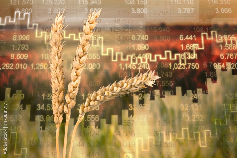 Diagram of rising food prices. Increase in the price of wheat seeds ...