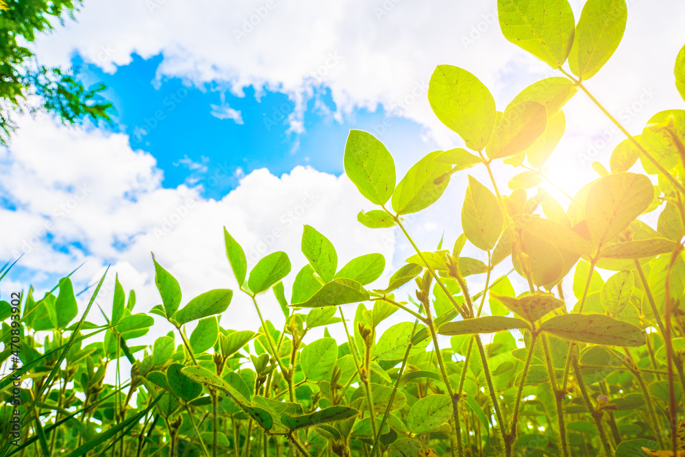 Endless field with soybeans. Eco friendly agriculture modern ideas ...