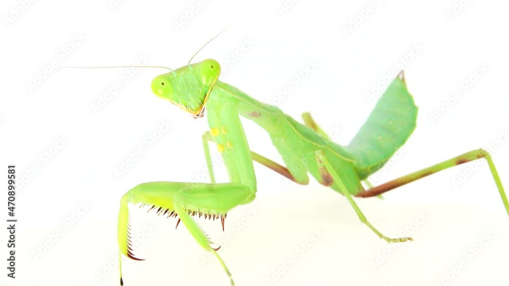 Vidéo Stock 4K praying mantis dansing on a white background mantis ...