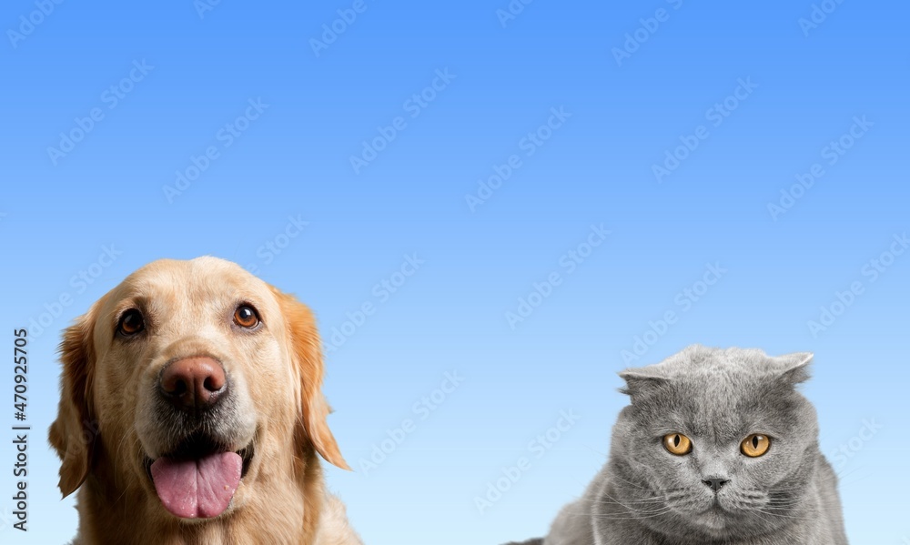 Smiling Dog And Cat