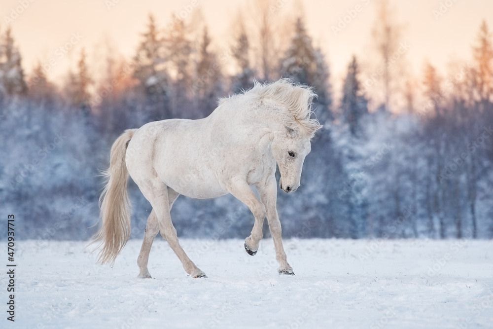 White Horse Running In Snow